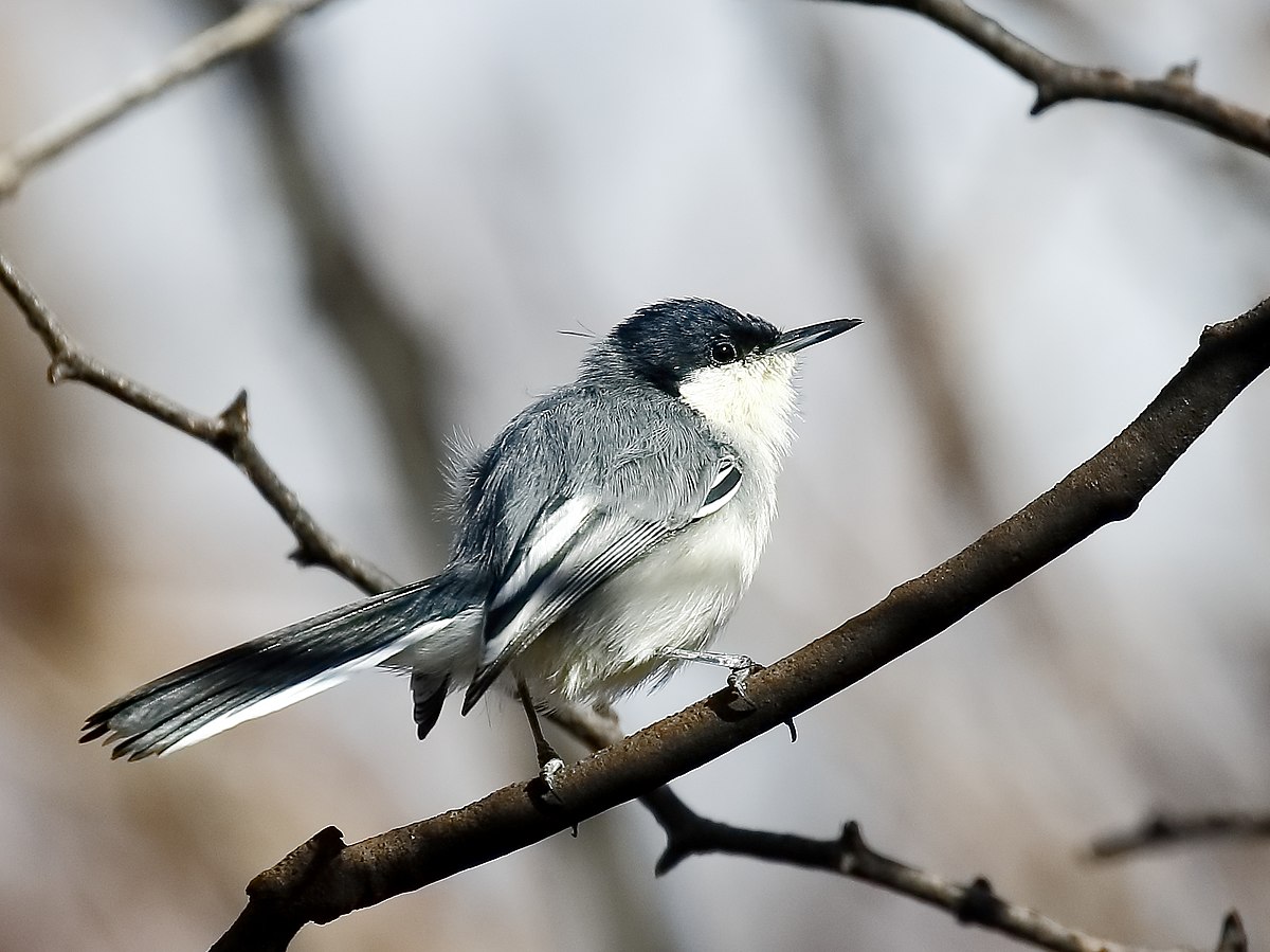 Taxonomy Redux 2021 | Osa Birds