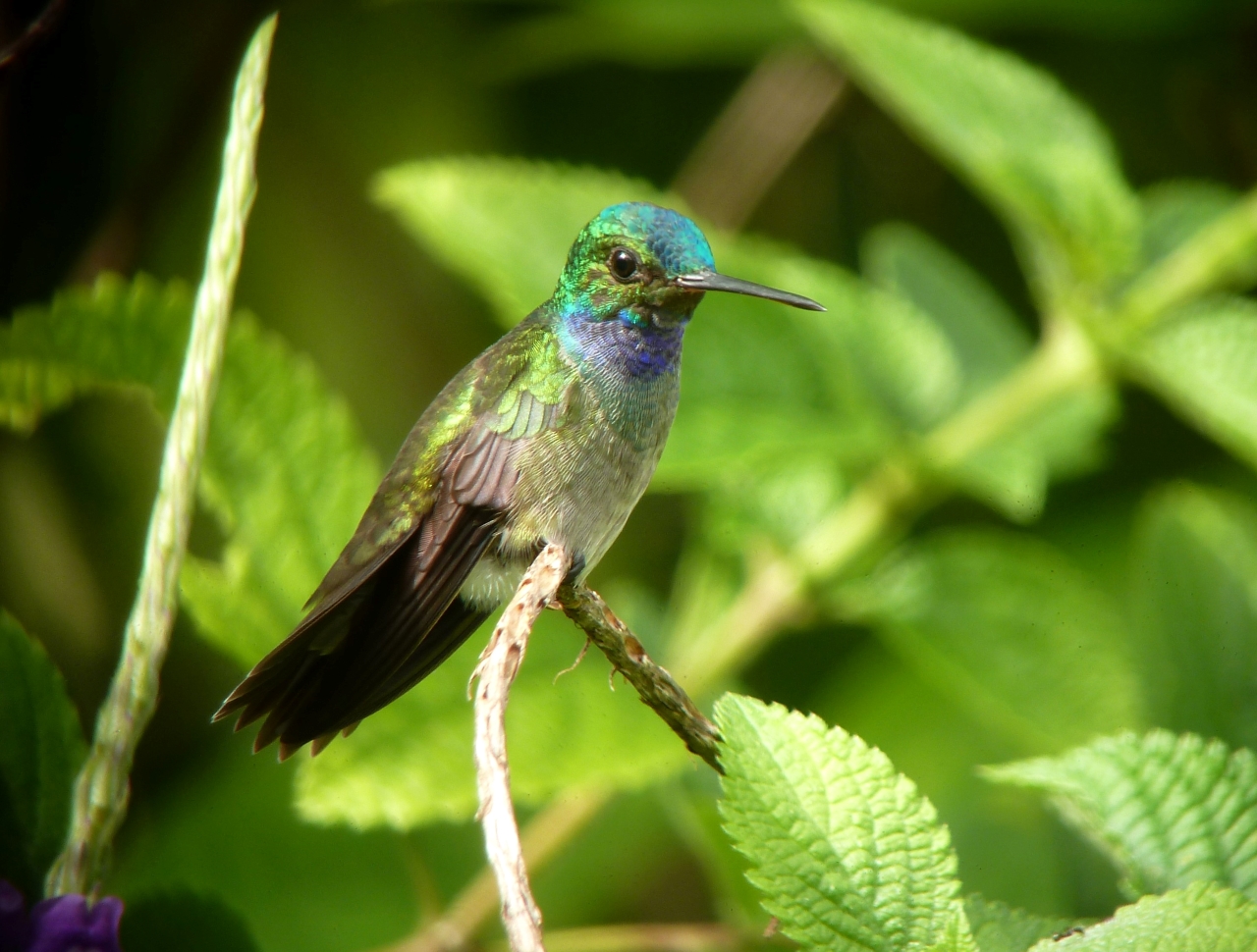 Osa Priority Birds | Osa Birds