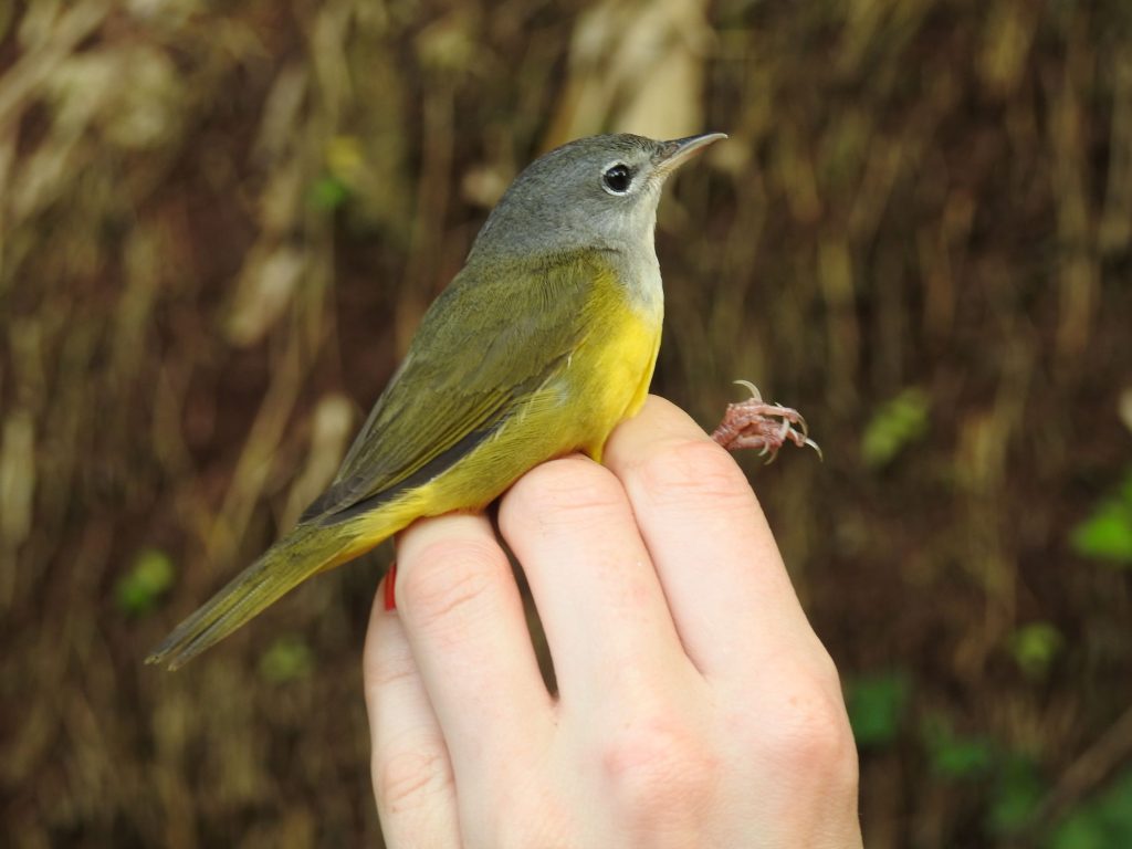MoSI Bird Banding Program | Osa Birds