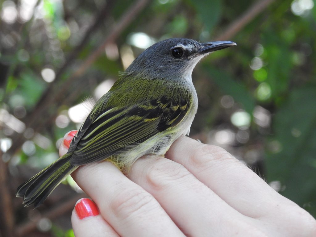 MoSI Bird Banding Program | Osa Birds