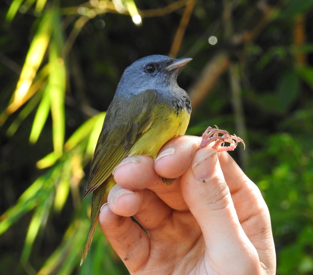 MoSI Bird Banding Program | Osa Birds
