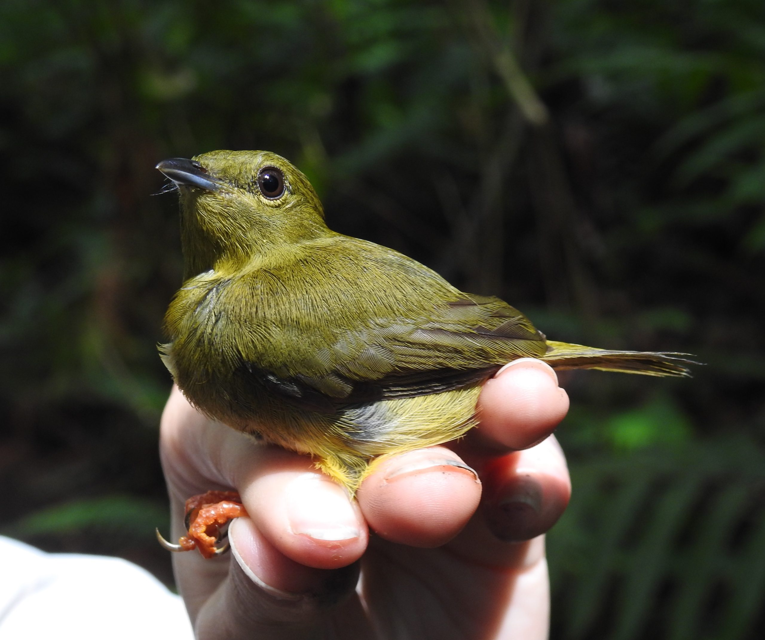 MoSI Bird Banding Program | Osa Birds