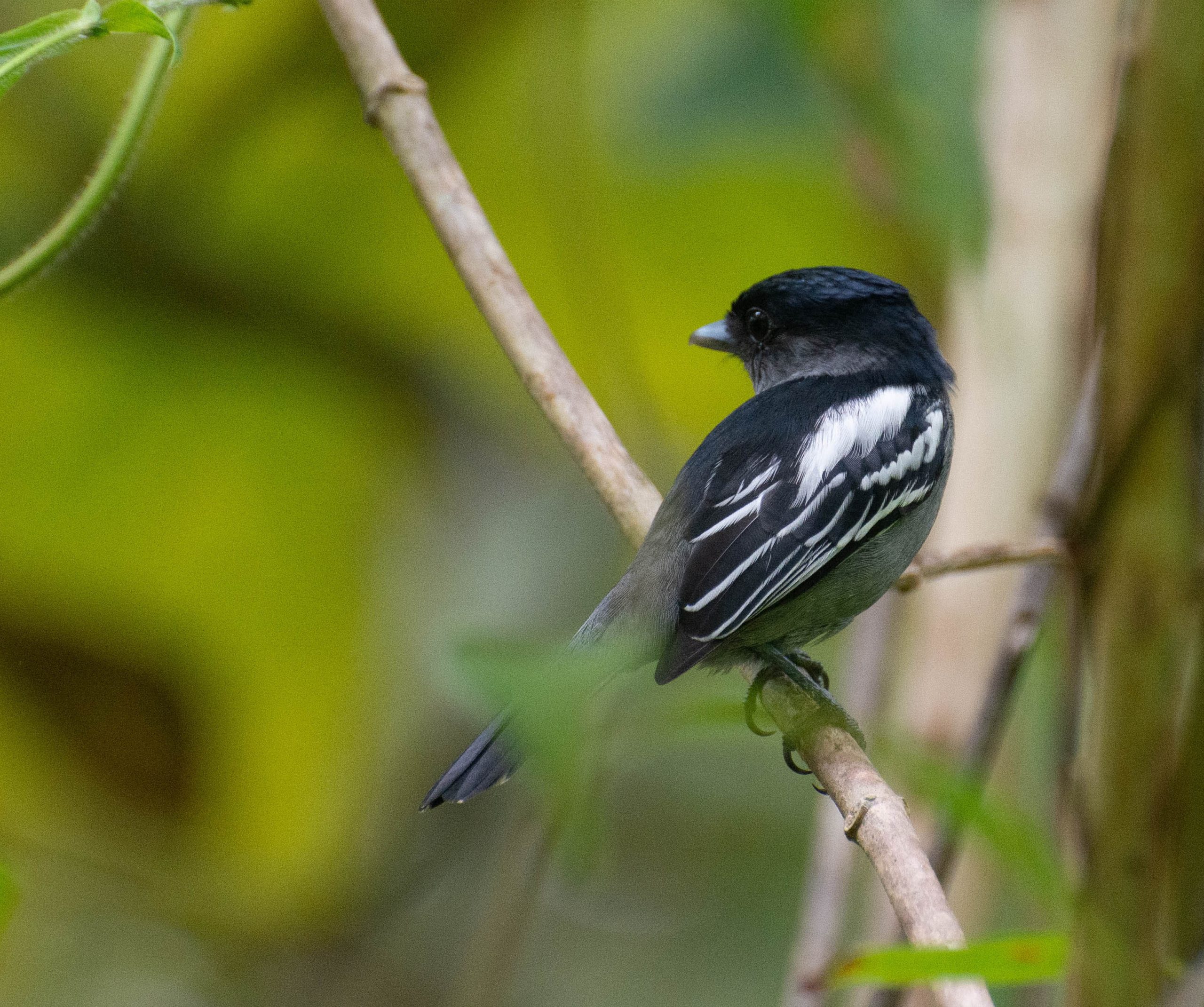 White-winged Becard | Osa Birds
