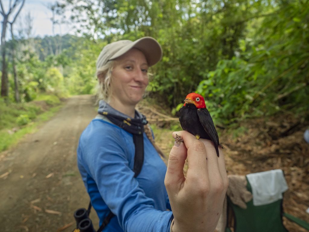MoSI Bird Banding Program | Osa Birds