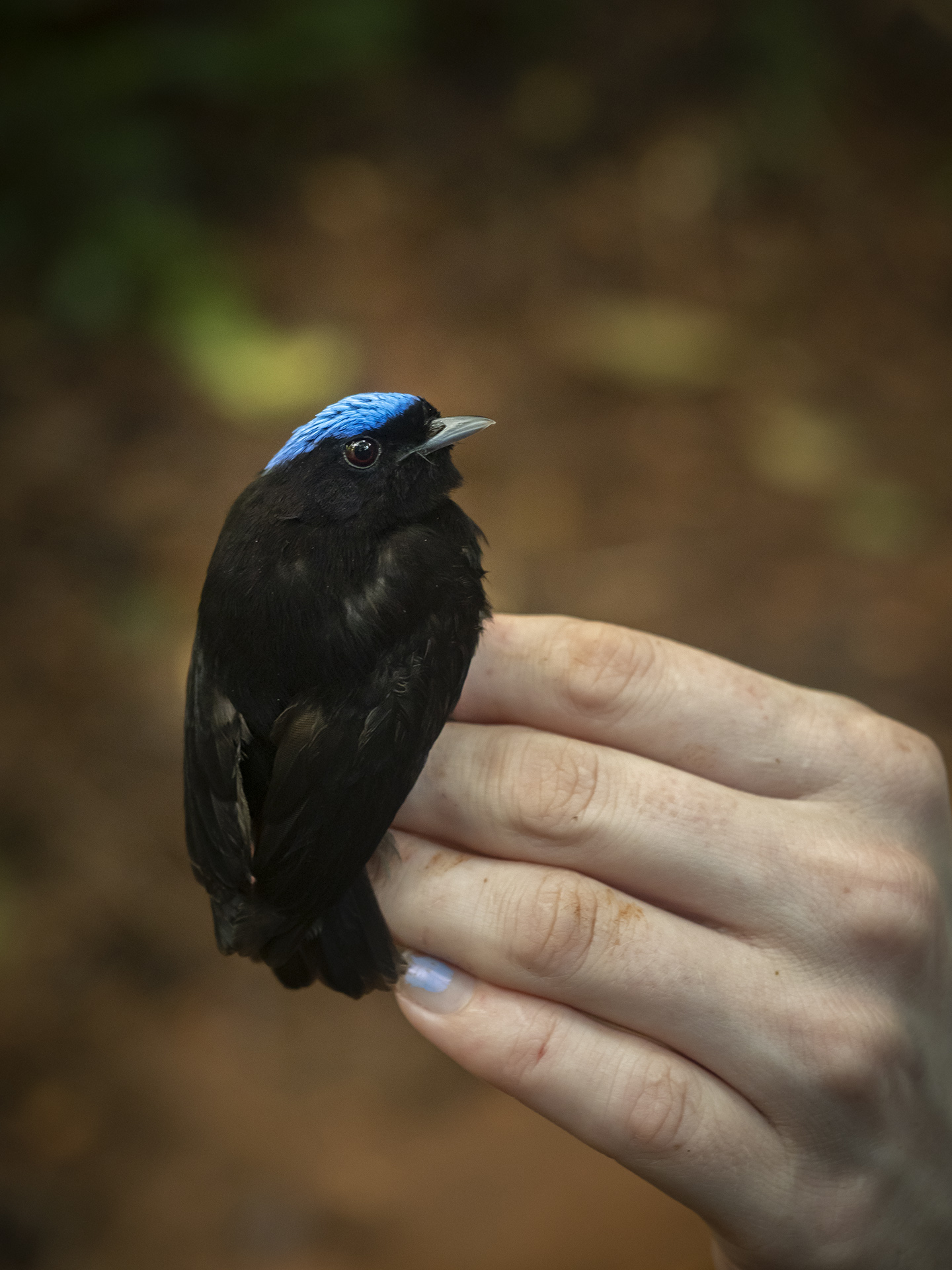 MoSI Bird Banding Program | Osa Birds