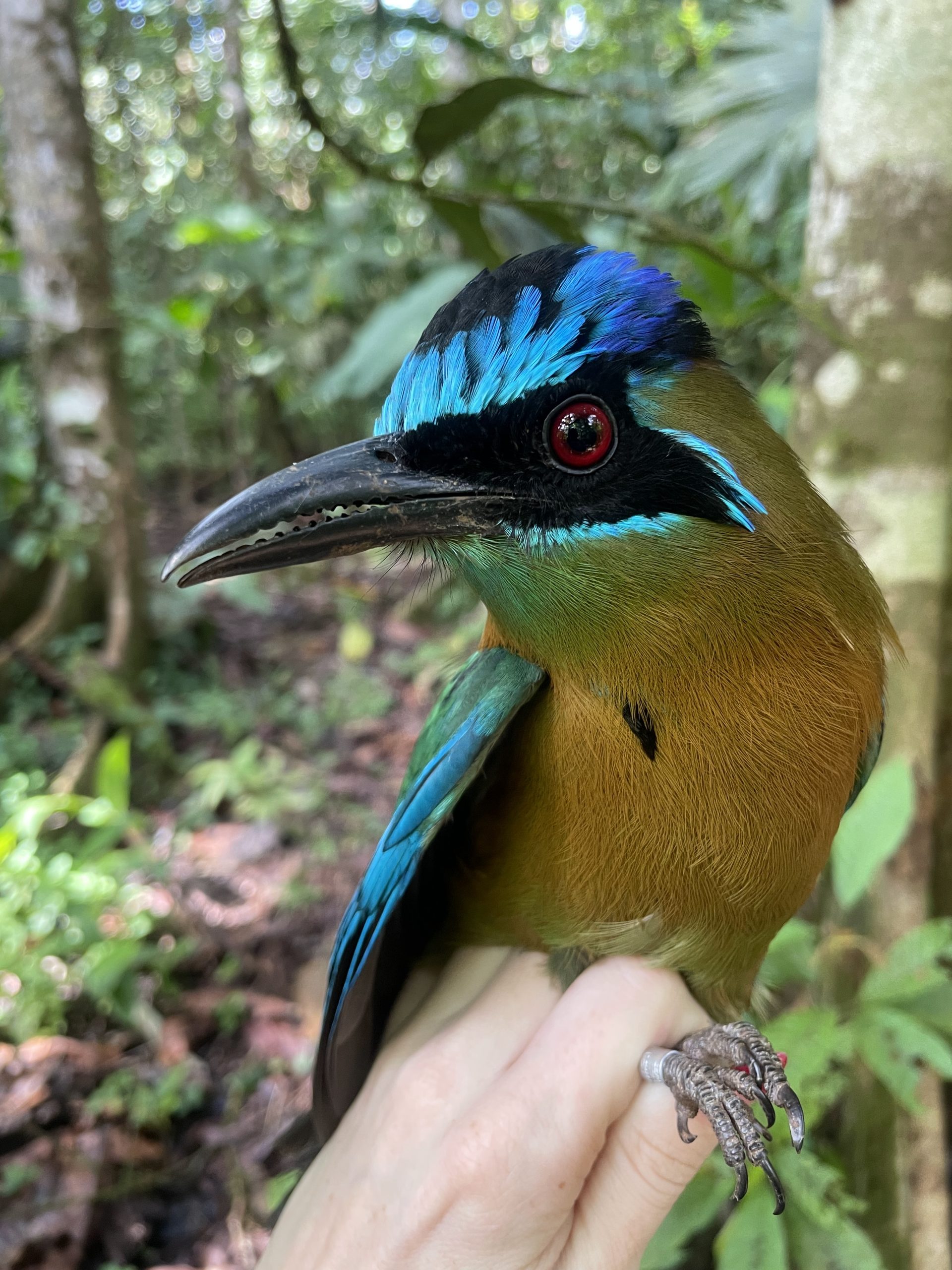 Bird Banding Workshops | Osa Birds